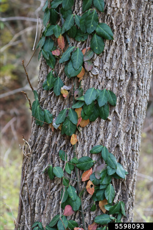 winter creeper (Euonymus fortunei (Turcz.) Hand.-Maz.)