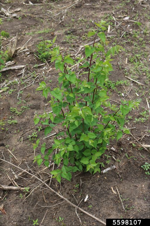 bush honeysuckles (exotic) (Genus Lonicera L.)