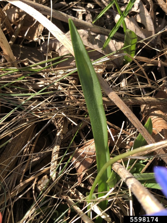 squill (Scilla siberica Haw.)
