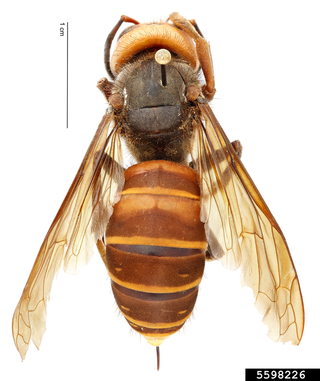 northern giant hornet (formerly Asian giant hornet) (Vespa mandarinia)