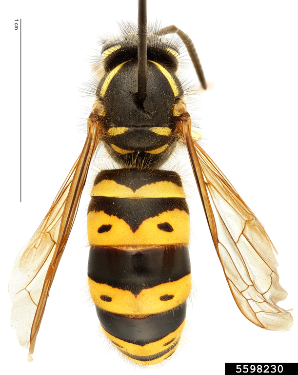 wasp (Vespula vulgaris (Linnaeus, 1758))