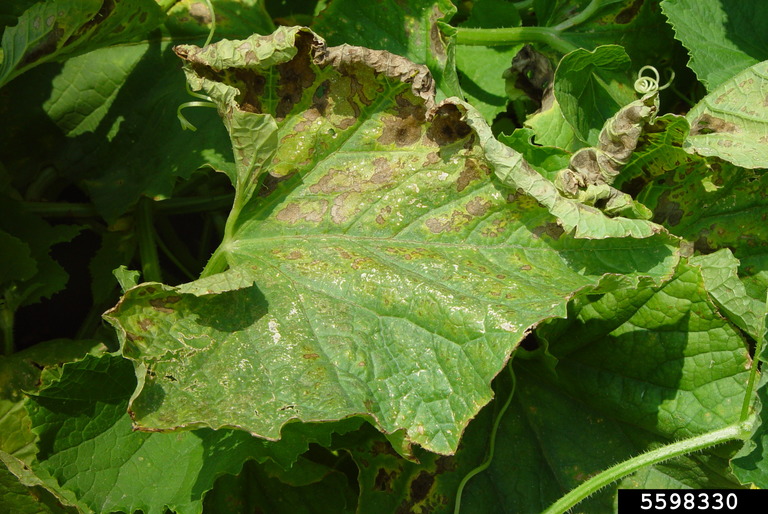 magnesium deficiency
