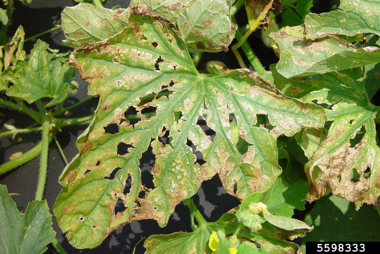 magnesium deficiency