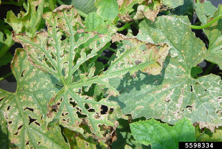 magnesium deficiency
