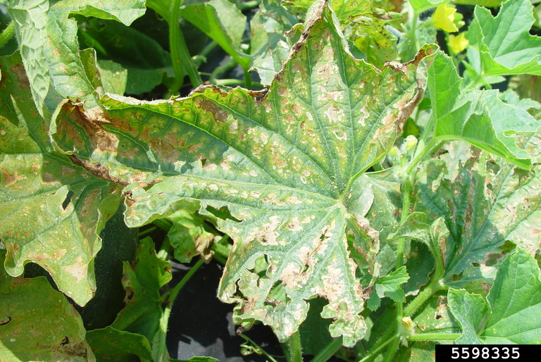 magnesium deficiency