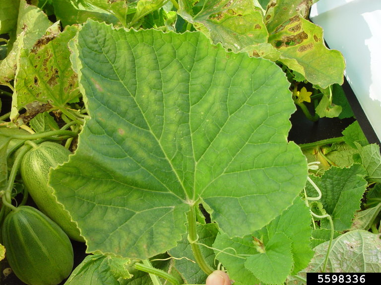 magnesium deficiency