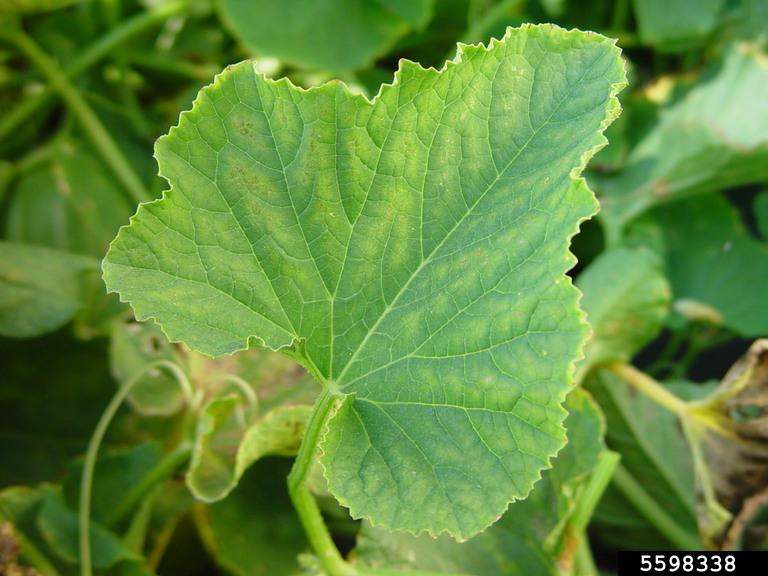 magnesium deficiency