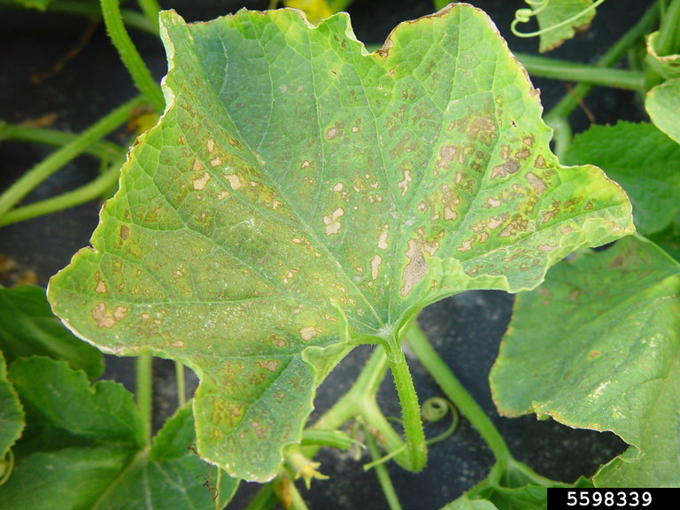 magnesium deficiency
