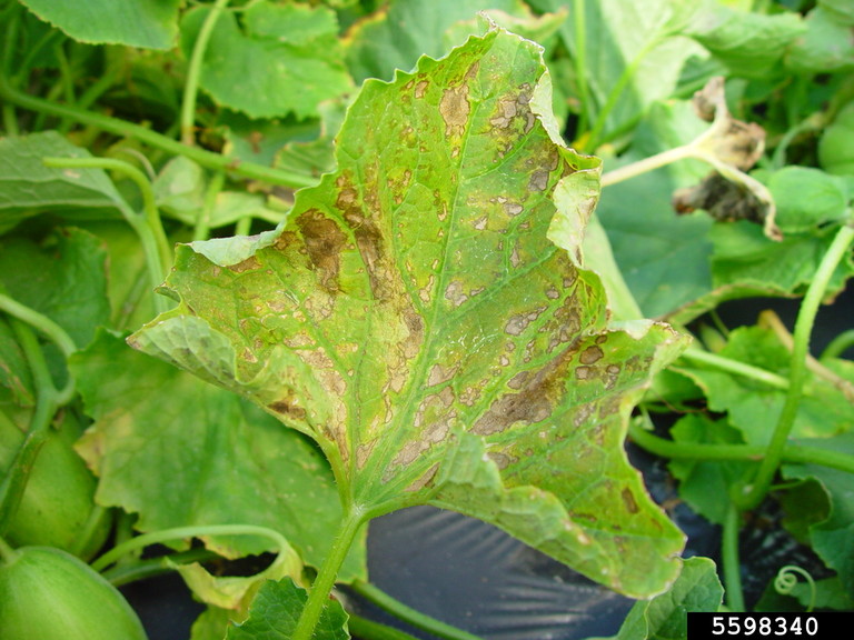 magnesium deficiency
