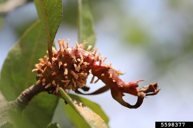 quince rust (Gymnosporangium clavipes)
