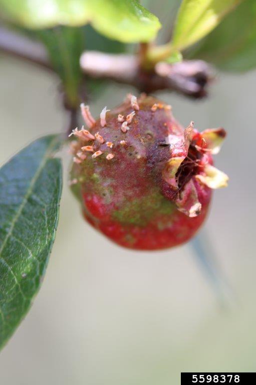 quince rust (Gymnosporangium clavipes Cooke & Peck)