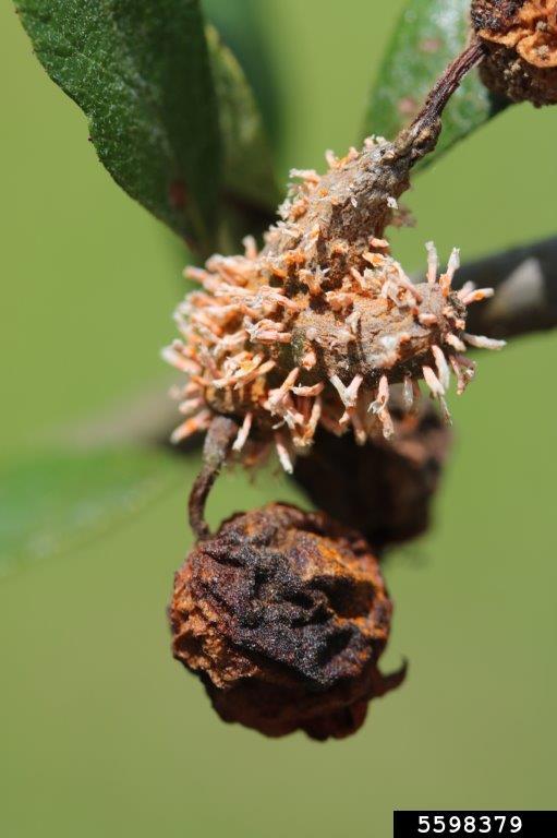 quince rust (Gymnosporangium clavipes Cooke & Peck)