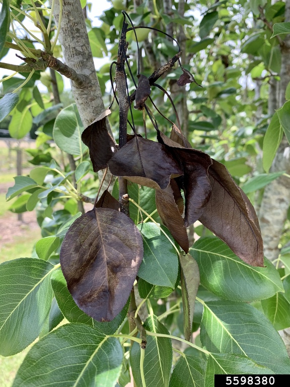 fire blight (Erwinia amylovora (Burrill) Winslow)