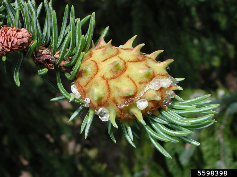 spruce gall adelgid (Adelges lariciatus)