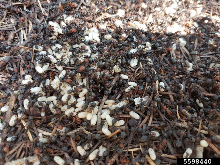 ants (Genus Formica)