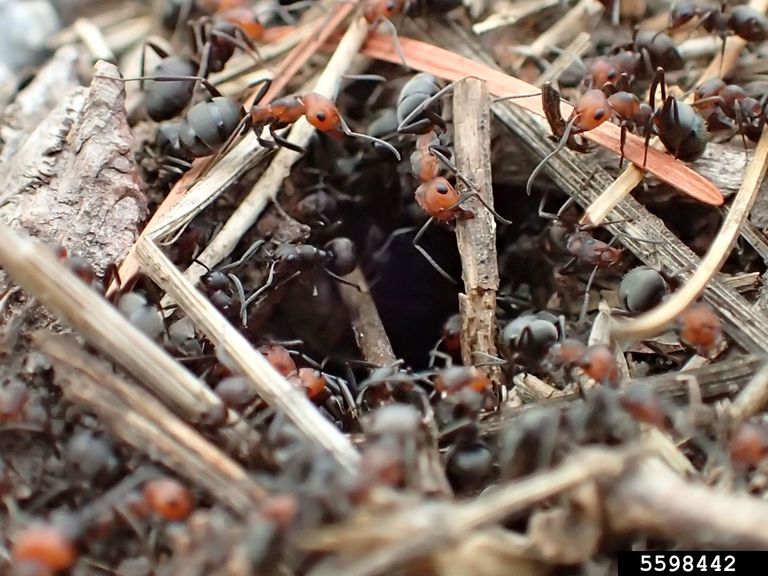 ants (Genus Formica Linnaeus, 1758)