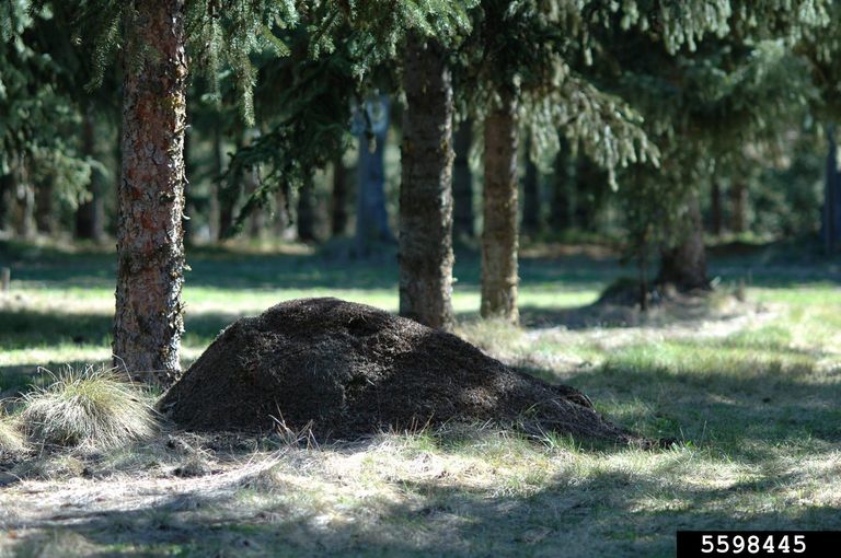 ants (Genus Formica Linnaeus, 1758)