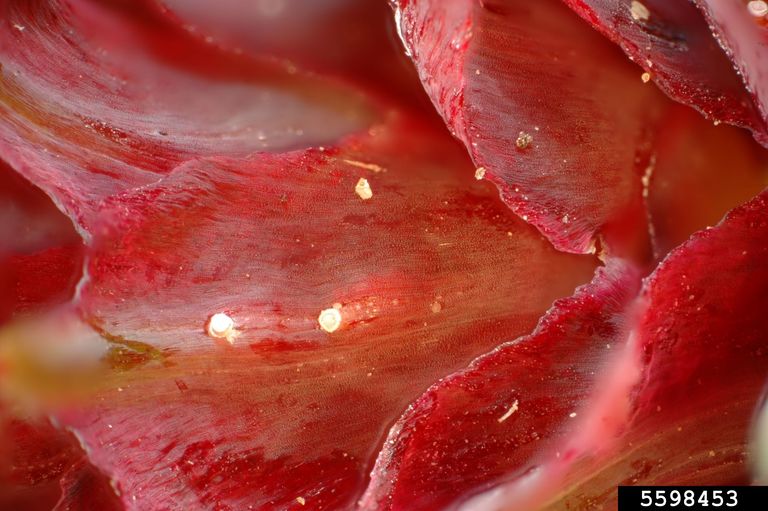 pirate bug (Family Anthocoridae)