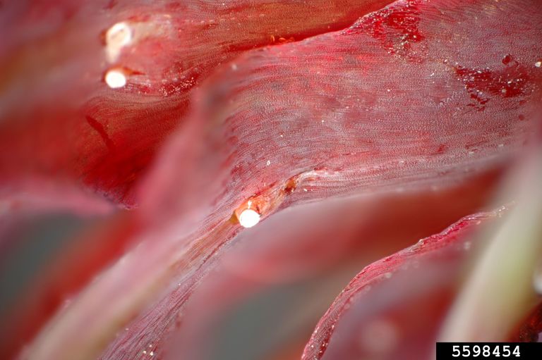 pirate bug (Family Anthocoridae)