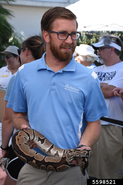 ball python, Python regius (Squamata: Pythonidae) - 5598521