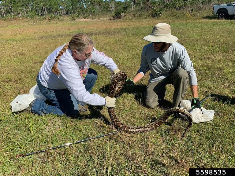 Burmese python (Python molurus ssp. bivittatus Kuhl, 1820)