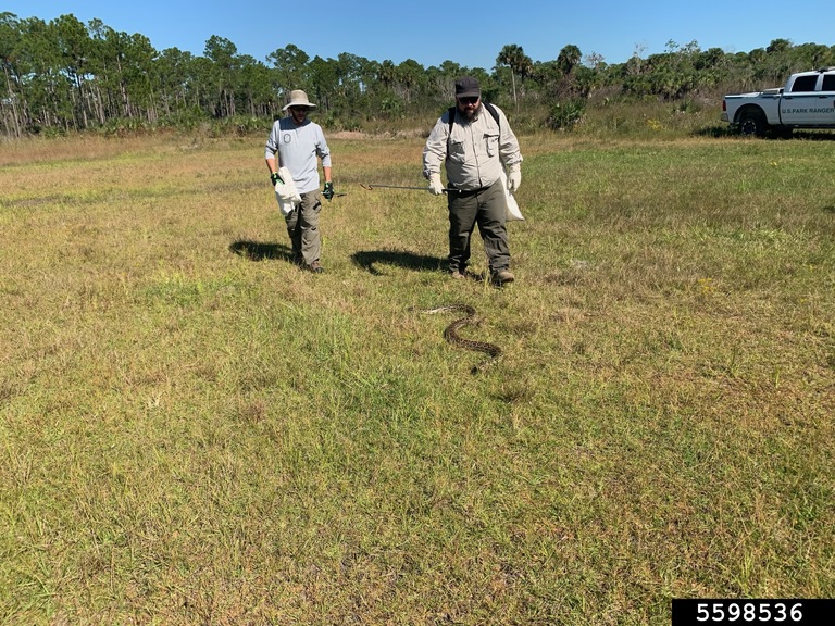 Burmese python (Python molurus ssp. bivittatus)