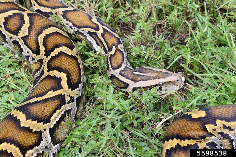Burmese python (Python molurus ssp. bivittatus Kuhl, 1820)