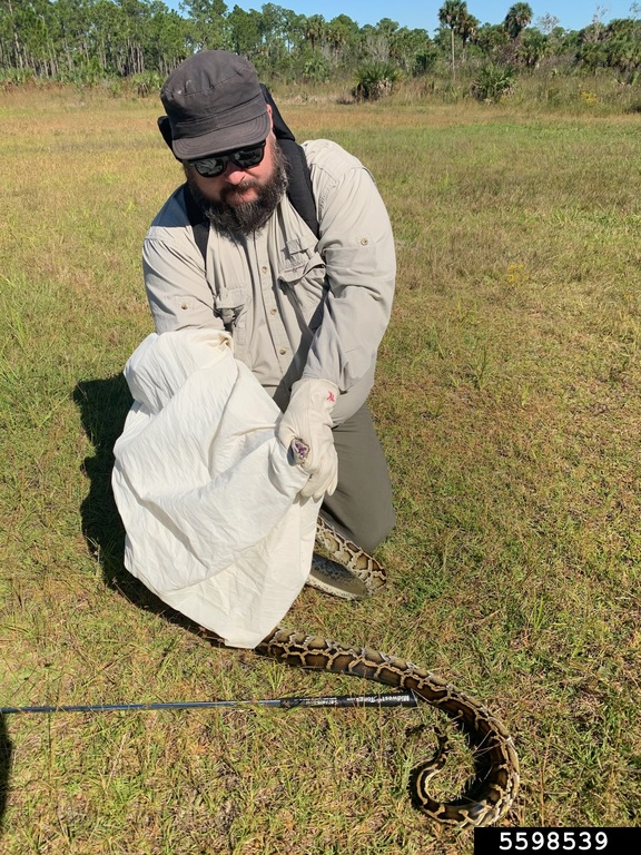 Burmese python (Python molurus ssp. bivittatus Kuhl, 1820)