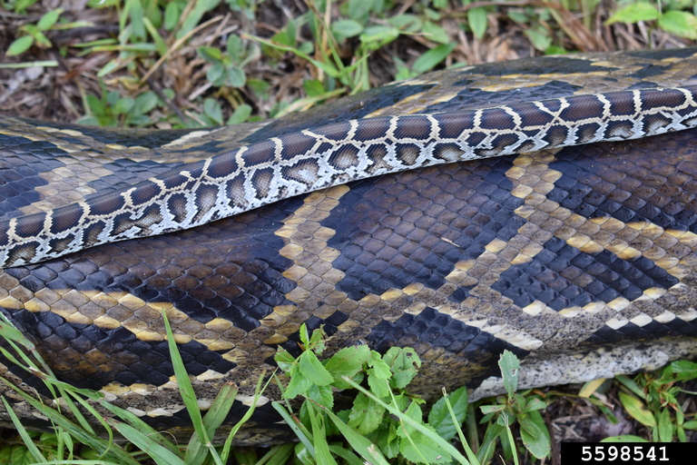 Burmese python (Python molurus ssp. bivittatus Kuhl, 1820)