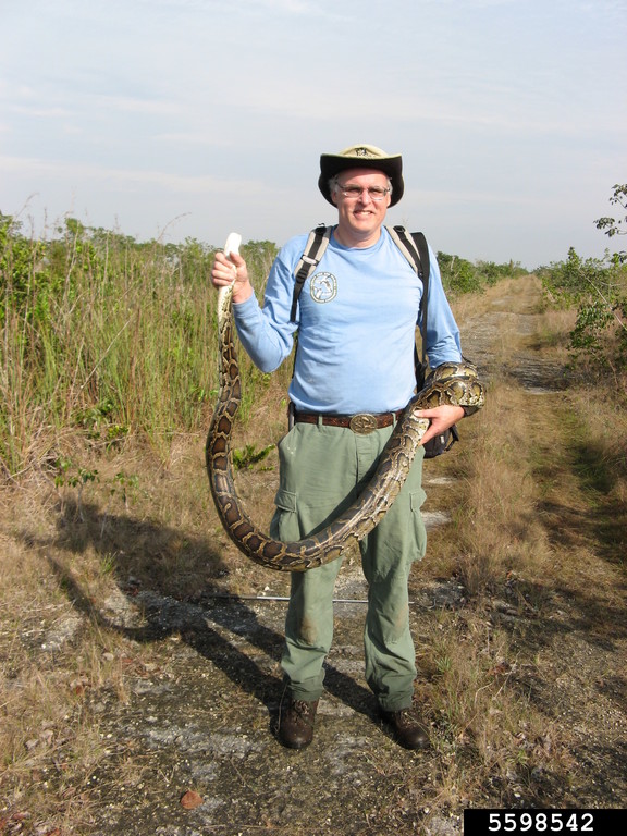 Burmese python (Python molurus ssp. bivittatus Kuhl, 1820)