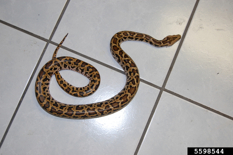Burmese python (Python molurus ssp. bivittatus Kuhl, 1820)