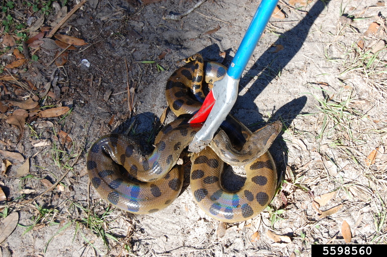 green anaconda (Eunectes murinus)