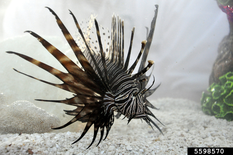lionfish (Pterois volitans (Linnaeus, 1758))