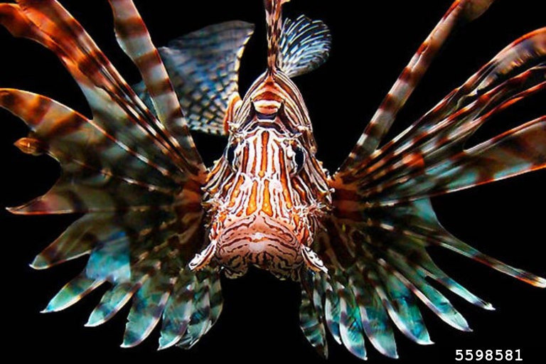 lionfish (Pterois volitans (Linnaeus, 1758))