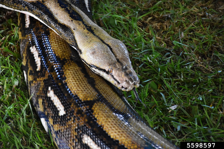 common boa (Boa constrictor Linnaeus, 1758)