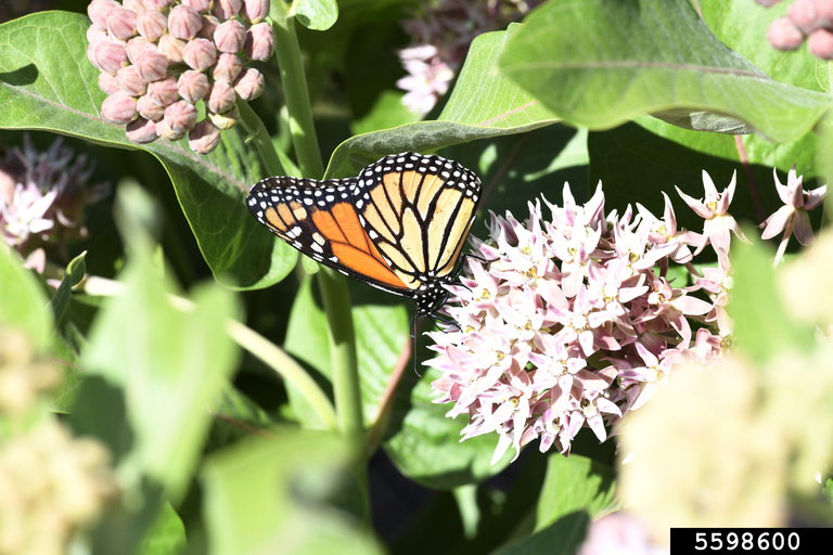 monarch butterfly (Danaus plexippus (Linnaeus, 1758))
