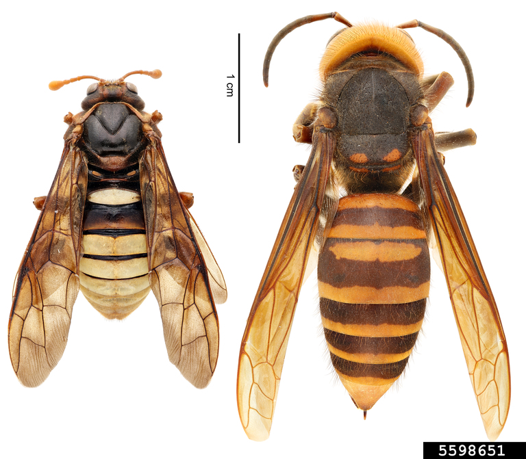 northern giant hornet (formerly Asian giant hornet) (Vespa mandarinia ...