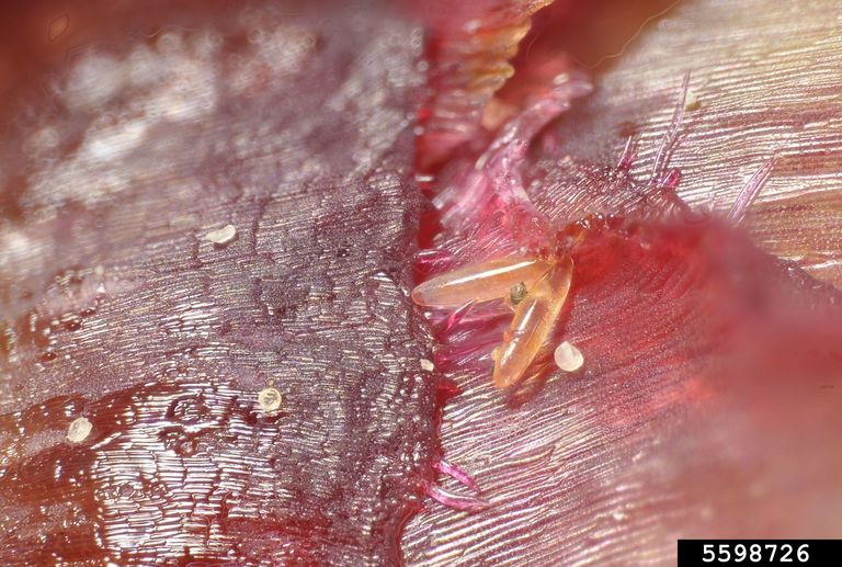 aphid predatory midge (Aphidoletes aphidimyza)