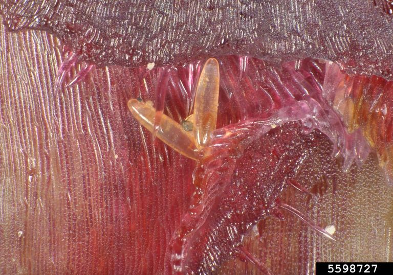 aphid predatory midge (Aphidoletes aphidimyza)