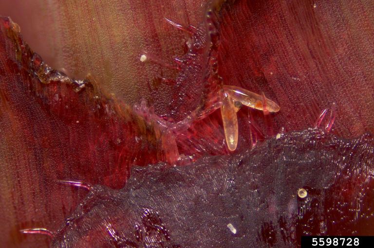 aphid predatory midge (Aphidoletes aphidimyza)