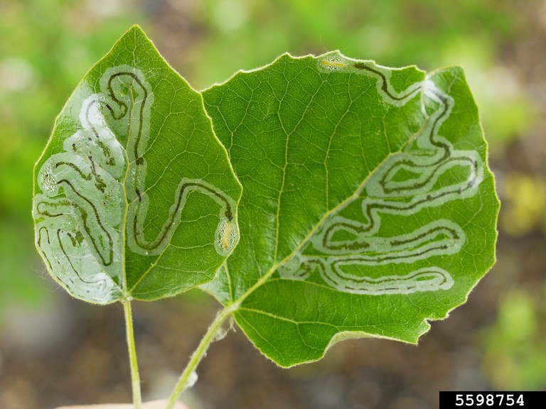 aspen leafminer (Phyllocnistis populiella Chambers)