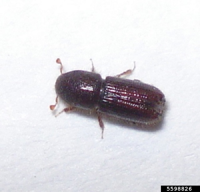 bark beetles (Subfamily Scolytinae Latreille, 1804)