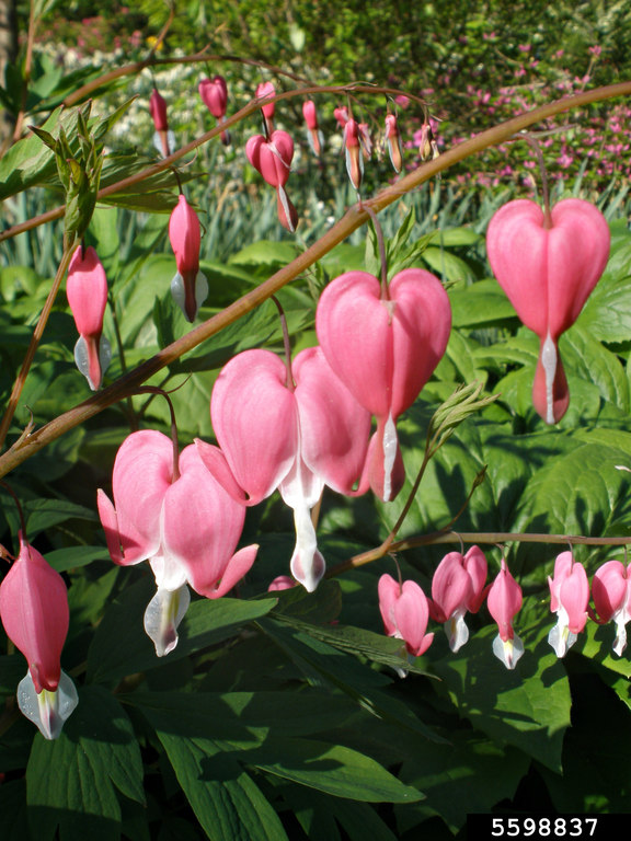 bleeding heart (Lamprocapnos spectabilis (L.) Fukuhara)