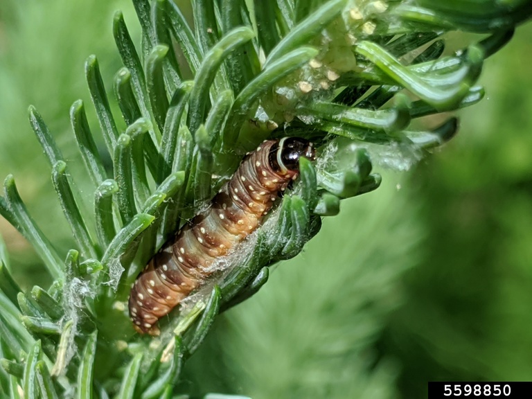 spruce budworm (Choristoneura fumiferana (Clemens))