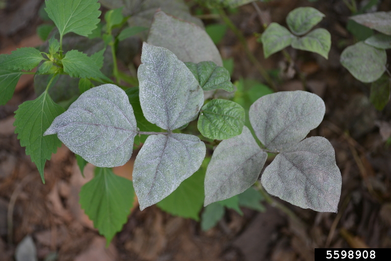 powdery mildew (Erysiphe betae (Vanha) Weltzien)