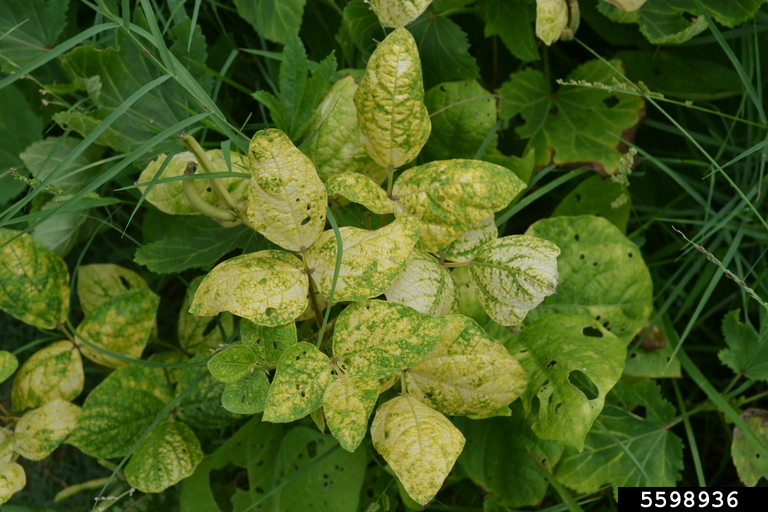 mungbean yellow mosaic virus (MYMV) (Bigeminivirus Mungbean yellow ...