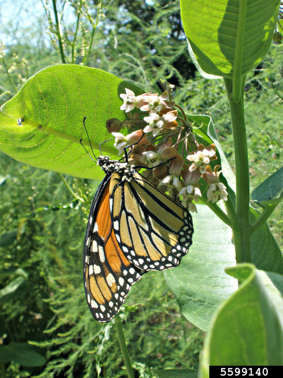 monarch butterfly (Danaus plexippus (Linnaeus))