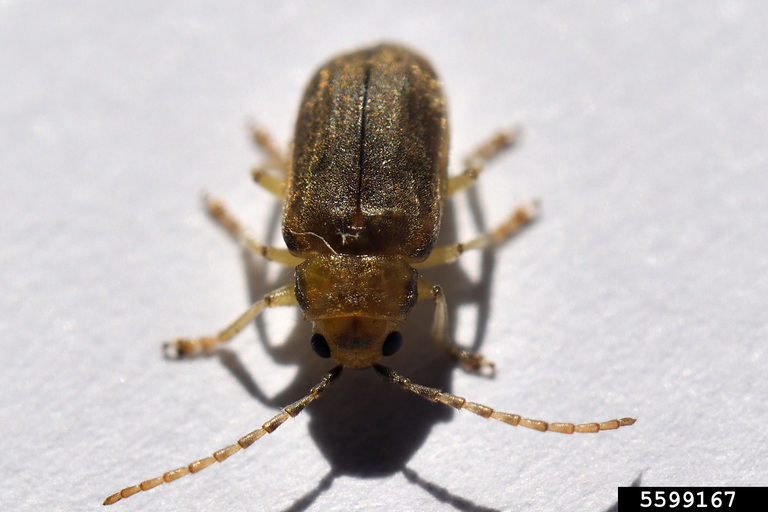 viburnum leaf beetle (Pyrrhalta viburni)