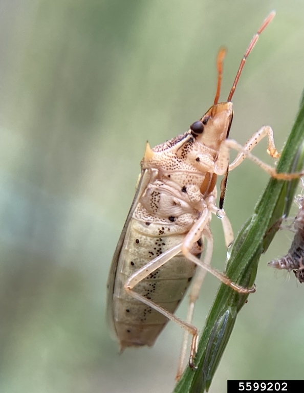rice stink bug (Oebalus pugnax)