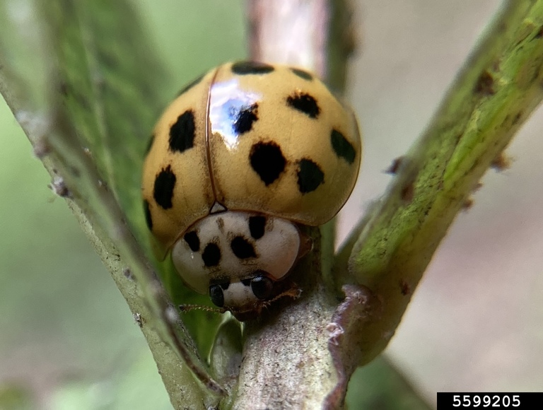 multicolored Asian lady beetle (Harmonia axyridis (Pallas, 1773))